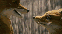 Fox GIFs - Get the best gif on GIFER