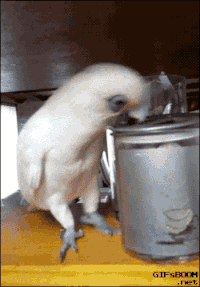 Cockatoos GIFs - Get the best gif on GIFER