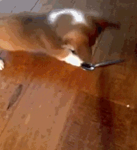 Spoon GIFs - Get the best gif on GIFER