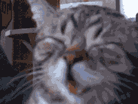 Back scratch GIFs - Get the best gif on GIFER
