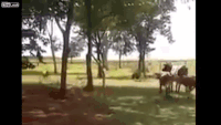 Headbutt GIFs - Get the best gif on GIFER