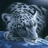 Leopard GIFs - Get the best gif on GIFER