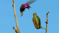 Hummingbird GIFs - Get the best gif on GIFER