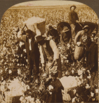 Cotton GIFs - Get the best gif on GIFER