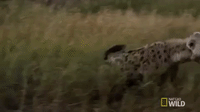 Hyena GIFs - Get the best gif on GIFER