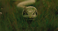 Snake GIFs - Get the best gif on GIFER