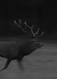 Deer GIFs - Get the best gif on GIFER