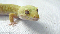 Geckos GIFs - Get the best gif on GIFER