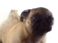 Pug GIFs - Get the best gif on GIFER