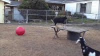 Headbutt GIFs - Get the best gif on GIFER