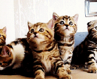 Curious GIFs - Get the best gif on GIFER