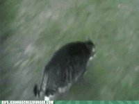 Scuttle GIFs - Get the best gif on GIFER