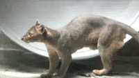 Fossa гифки, анимированные GIF изображения fossa - скачать гиф картинки ...