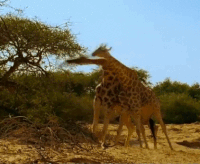 Headbutt GIFs - Get the best gif on GIFER