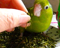 Parrotlet GIFs - Get the best gif on GIFER