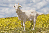 Bode GIFs - Get the best gif on GIFER