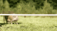 Unleashed GIFs - Get the best gif on GIFER