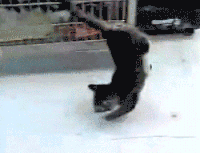Mad cat GIFs - Get the best gif on GIFER