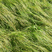 Grass GIFs - Get the best gif on GIFER