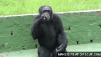 Chimp GIFs - Get the best gif on GIFER