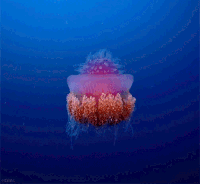 Jellyfish GIFs - Get the best gif on GIFER