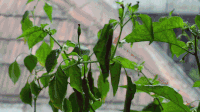 Draught GIFs - Get the best gif on GIFER