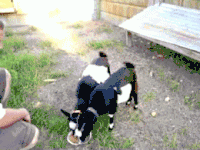 Bode GIF - Conseguir o melhor gif em GIFER