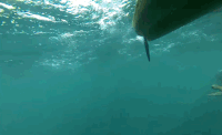 Tiburon GIF - Conseguir el mejor gif en GIFER