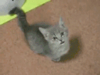 Begs GIFs - Get the best gif on GIFER