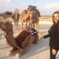 Kuwait GIFs - Get the best gif on GIFER