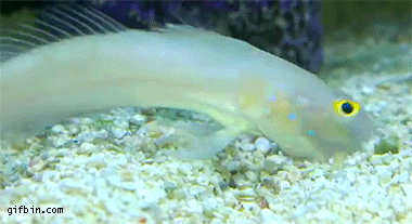 Goby GIFs - Get the best gif on GIFER