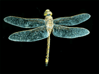 Dragonfly GIFs - Get the best gif on GIFER
