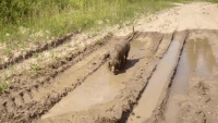 Mud GIFs - Get the best gif on GIFER