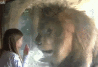Zoo GIFs - Get the best gif on GIFER