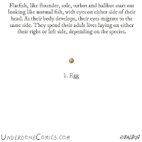 Flatfish GIFs - Get the best gif on GIFER