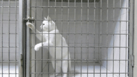 Prison GIFs - Get the best gif on GIFER
