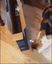 Calico GIFs - Get the best gif on GIFER