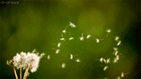 Wind GIFs - Get the best gif on GIFER