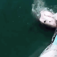 Gif De Requin