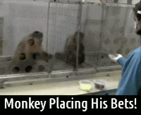 Gambling GIFs - Get the best gif on GIFER