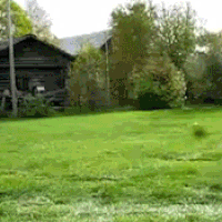 Rotfl GIFs - Get the best gif on GIFER