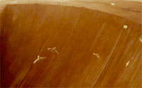 Emmerich GIFs - Get the best gif on GIFER