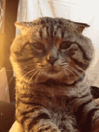 Puffy GIFs - Get the best gif on GIFER