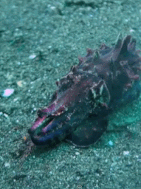 Seiche GIFs - Get the best gif on GIFER