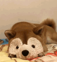 Shiba GIFs - Get the best gif on GIFER