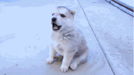 Howling puppy GIF - Conseguir o melhor gif em GIFER