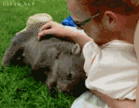 Wombats GIFs - Get the best gif on GIFER