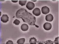 Neutrophils GIFs - Obtenez le meilleur gif sur GIFER