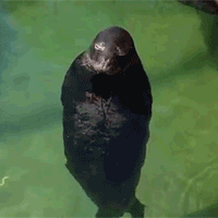 Spinning seal GIF - Conseguir el mejor gif en GIFER