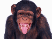 Chimp GIFs - Get the best gif on GIFER